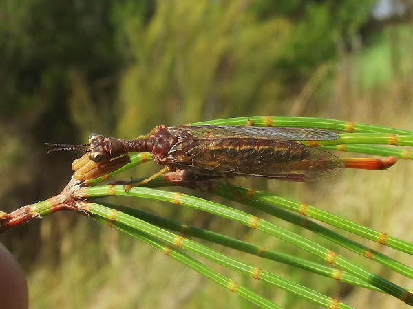 mantis lacewing | Project Noah