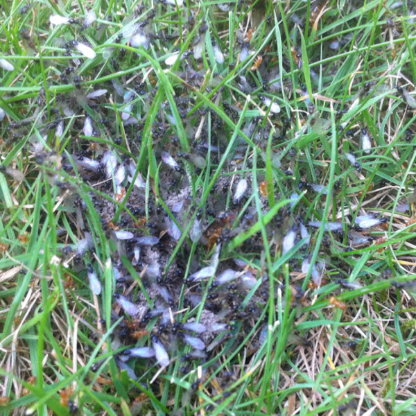 Yellow meadow ant, Gele weidemier (dutch) | Project Noah