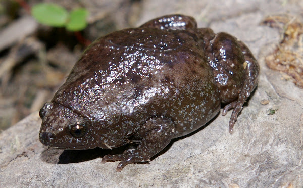 Eastern Narrowmouth Toad | Project Noah