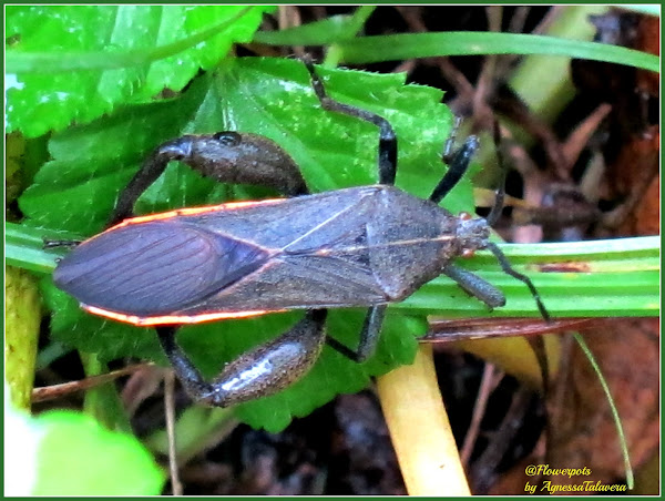 Sweet Potato Bug | Project Noah