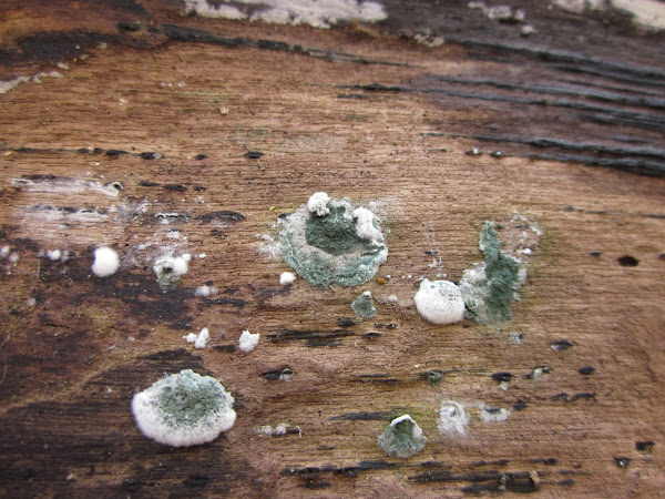 green mold | Project Noah