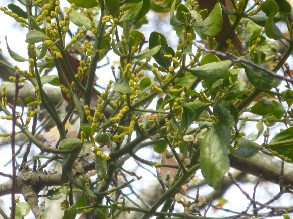 Oak Mistletoe | Project Noah