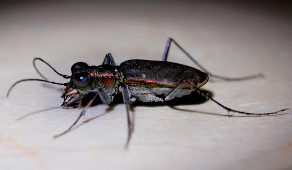 Tiger Beetle | Project Noah