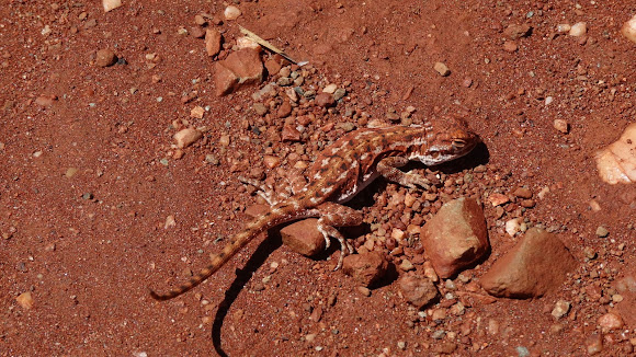 Western Netted Dragon | Project Noah