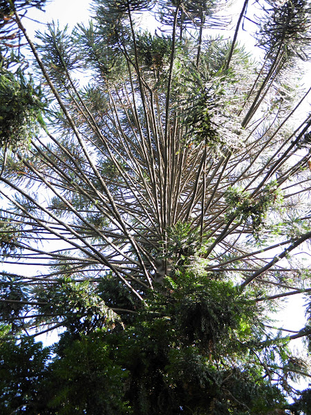 Araucaria bidwillii (bunya pine) | Project Noah