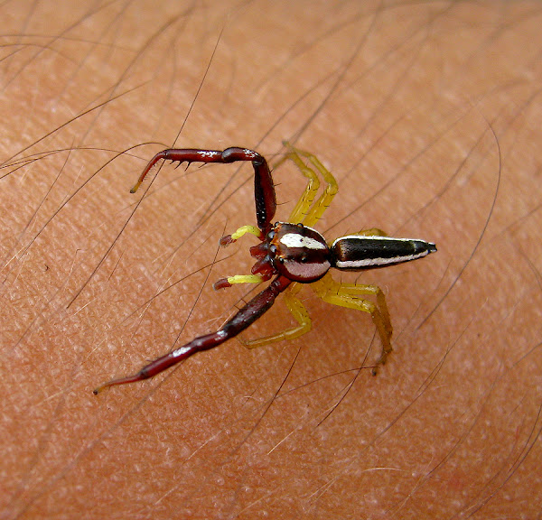 Striped Jumper | Project Noah