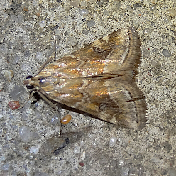 Hellula hydralis | Project Noah