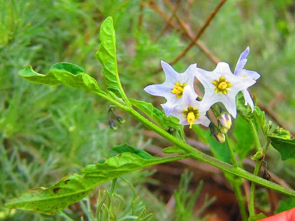White Nightshade | Project Noah