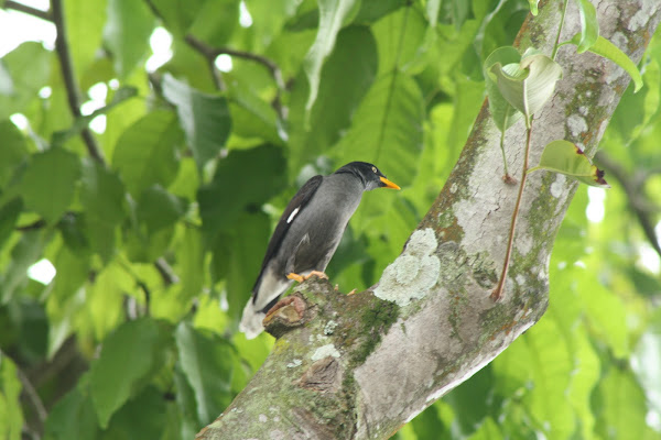 Acridotheres javanicus | Project Noah