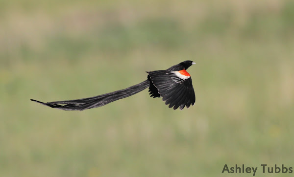 Long-tailed Widowbird | Project Noah