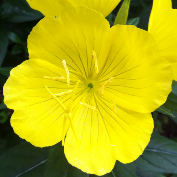 Yellow Primrose | Project Noah