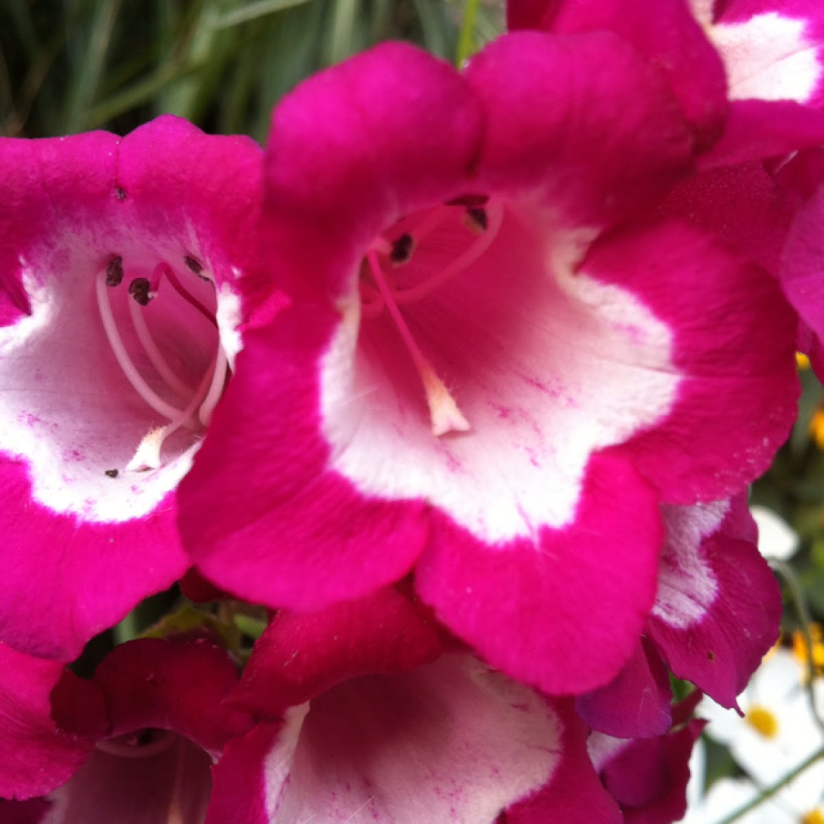 Penstemon | Project Noah