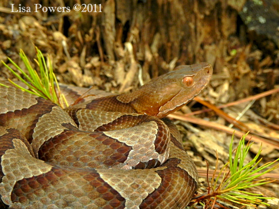 Copperhead | Project Noah