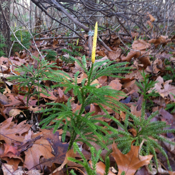 Princess pine | Project Noah