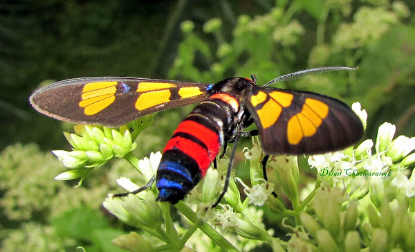 Handmaiden Moth | Project Noah
