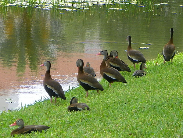 Black-Bellied Whistling Ducks | Project Noah