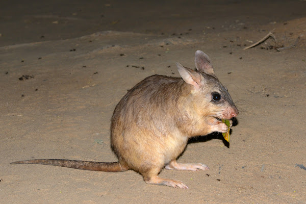 Giant jumping rat | Project Noah