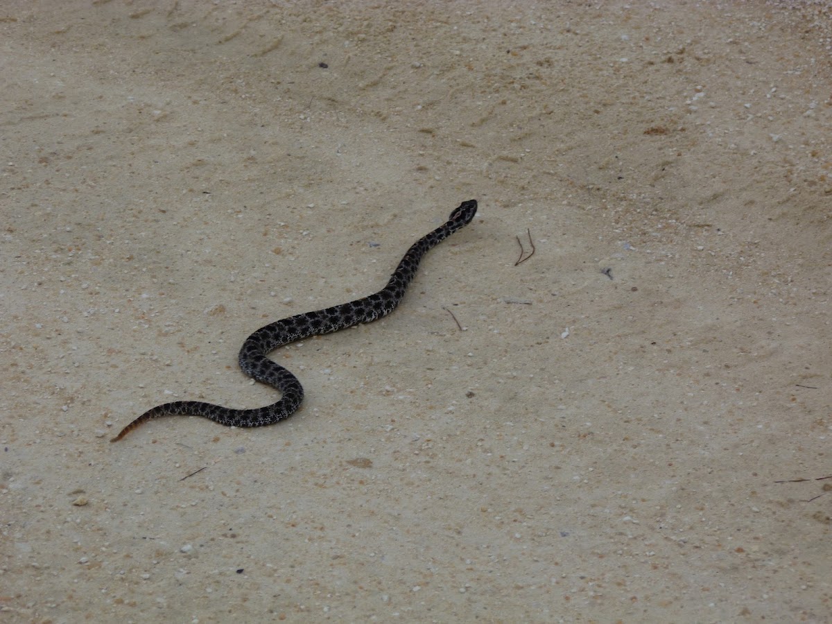 Pygmy rattle snake | Project Noah