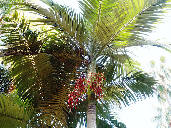 Palma real | Project Noah