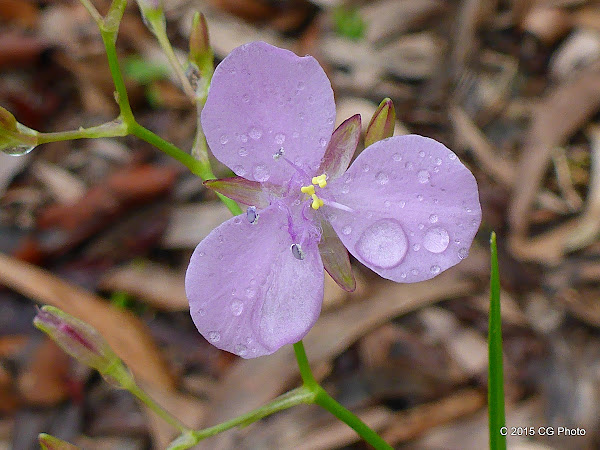 Lawn Lily, Slug Herb | Project Noah