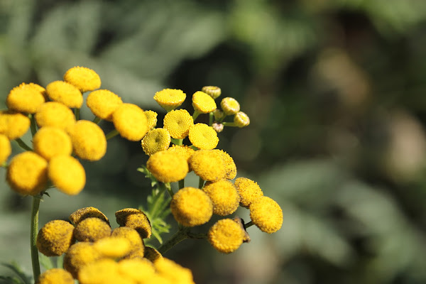 Common Tansy | Project Noah