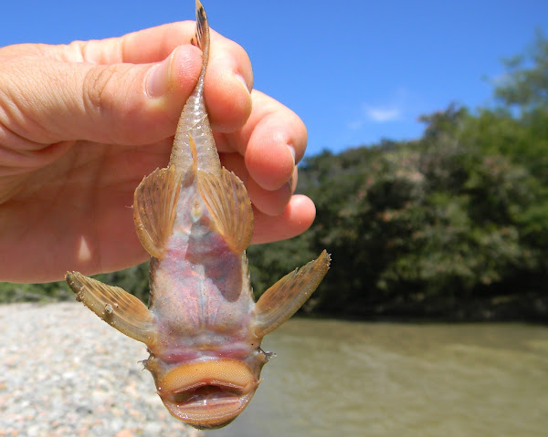 Cucha - Bristlemouths | Project Noah