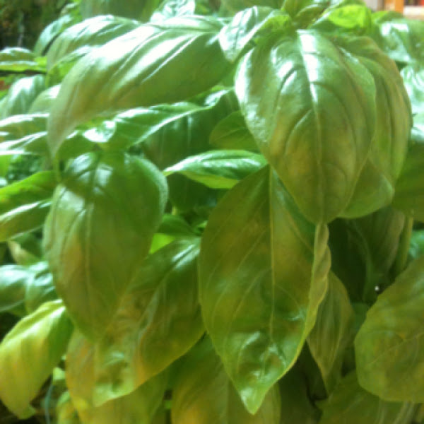 Basil | Project Noah