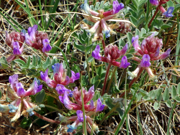 Short's Milkvetch | Project Noah