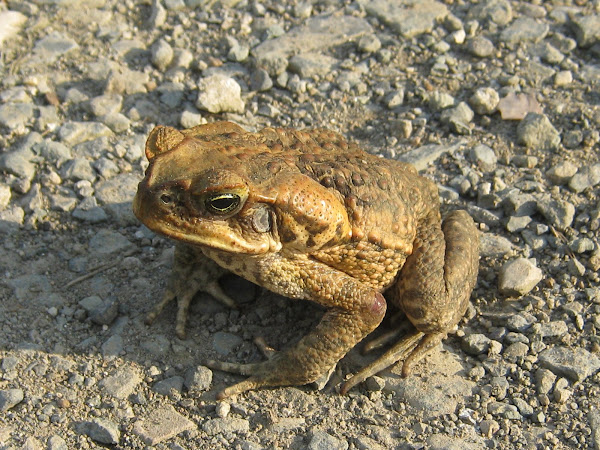 Cane Toad | Project Noah