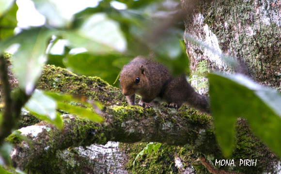 Common Tree shrew | Project Noah