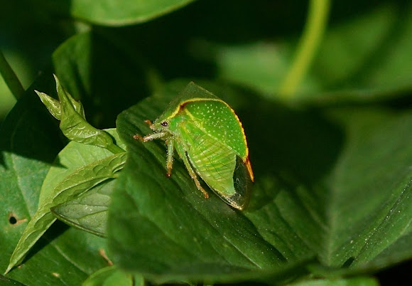 Buffalo treehopper | Project Noah