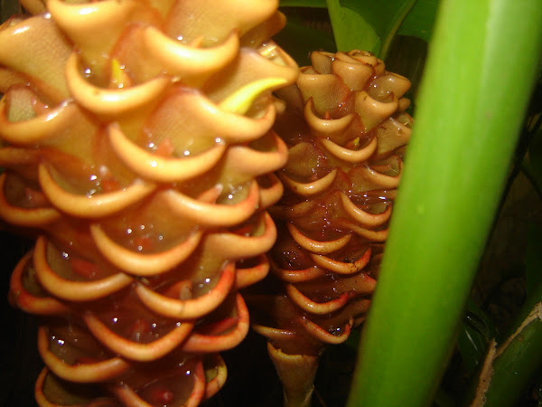 beehive ginger | Project Noah