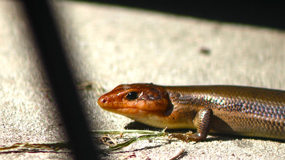 Broadhead Skink (Male and Female) | Project Noah