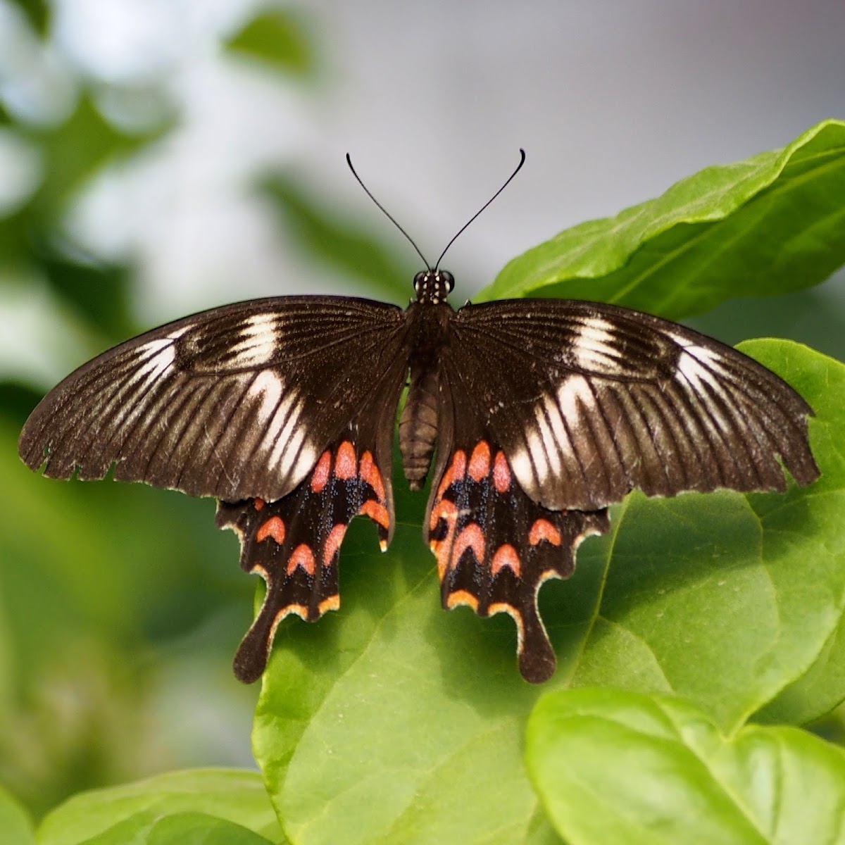 Common Mormon (Female Romulus form) | Project Noah