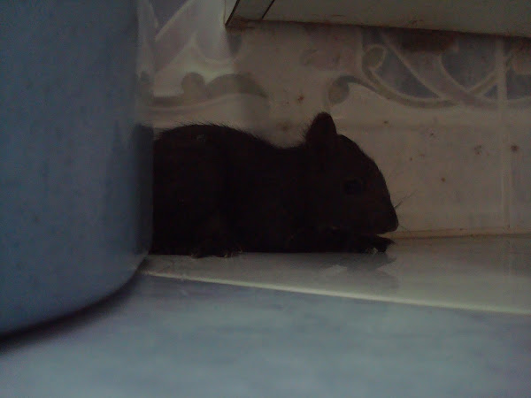 Black squirrel | Project Noah