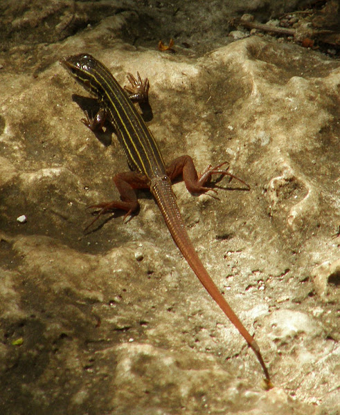 Yucatan whiptail | Project Noah