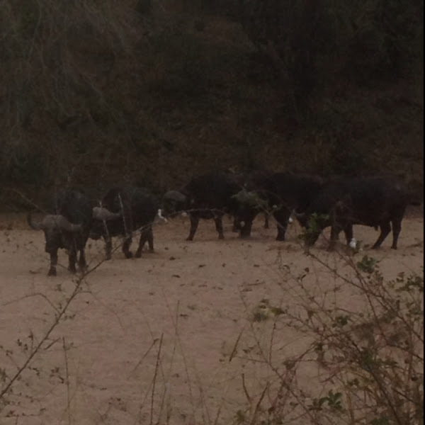 Buffalo | Project Noah