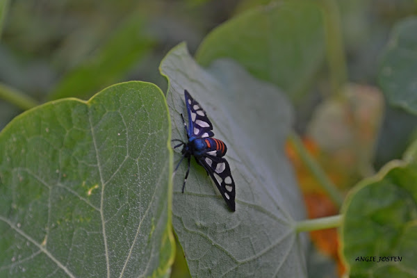 Heady Maiden Moth | Project Noah