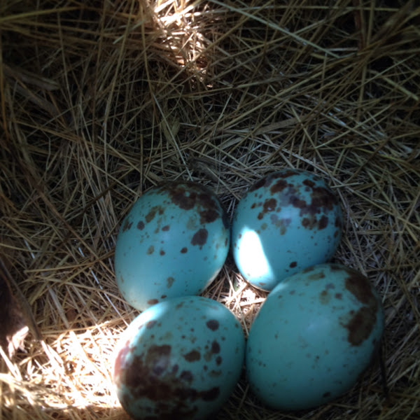 Northern mockingbird (eggs) | Project Noah
