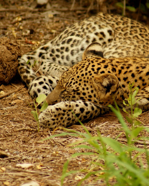 Leopard | Project Noah