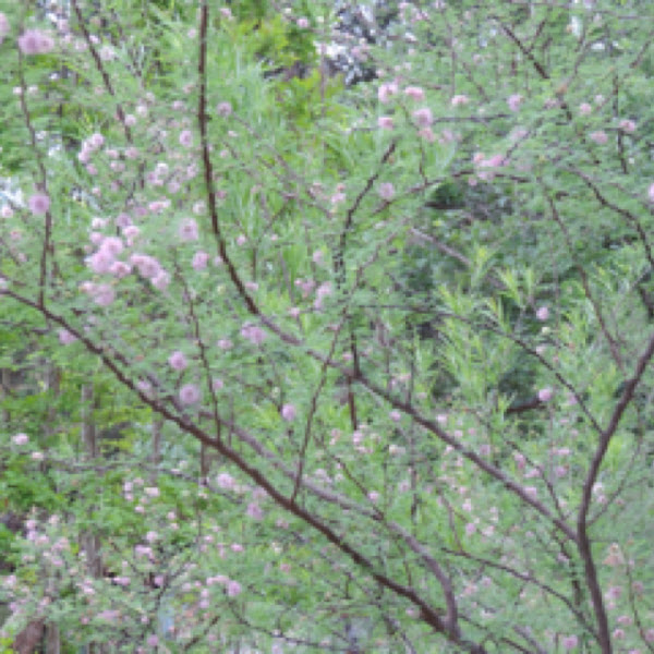 Fragrant Mimosa | Project Noah