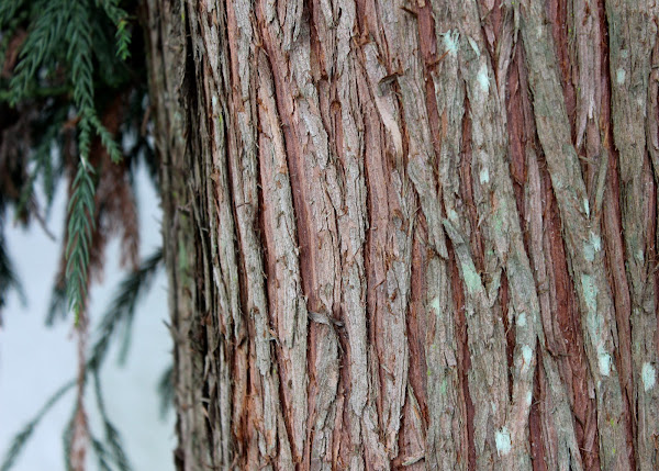 Japanese cedar, Sugi | Project Noah