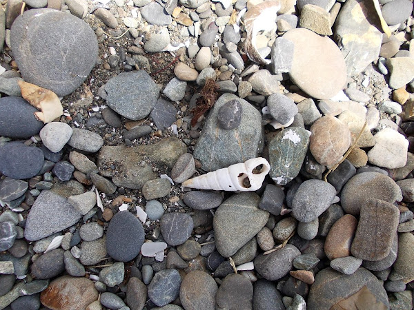 NZ common turret seashells | Project Noah