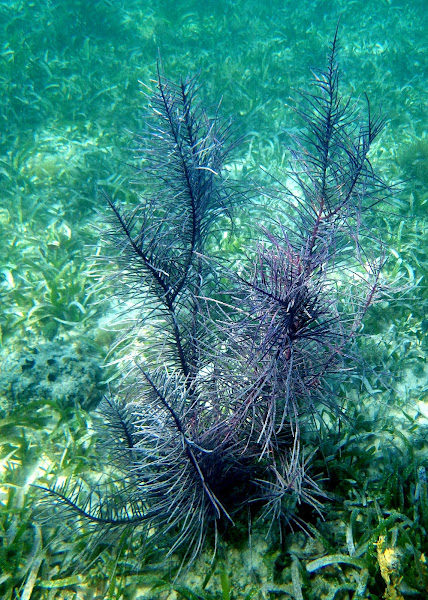 Bipinnate Sea Plume | Project Noah