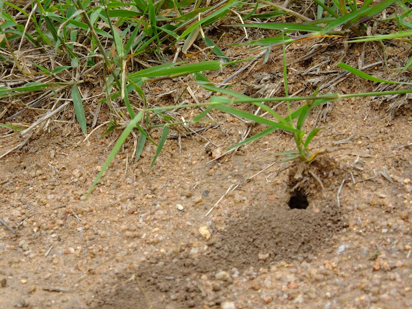 ant hill or former ant hill | Project Noah