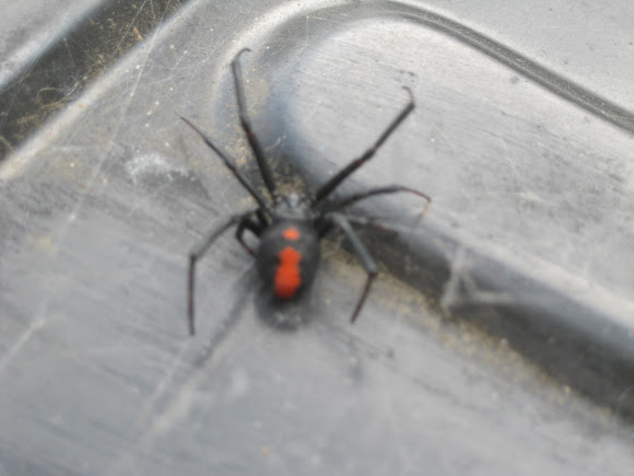 Red Back Spider | Project Noah