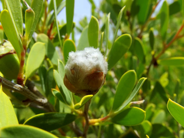 Coast tea tree | Project Noah