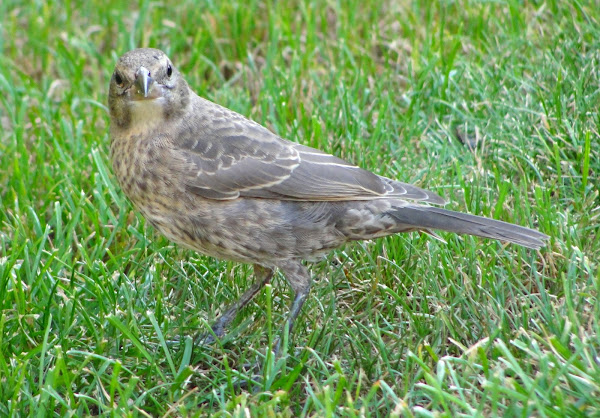 Brown-headed Cowbird (immature) | Project Noah