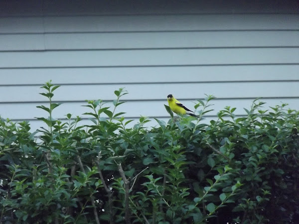 Goldfinch | Project Noah
