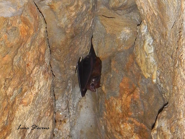 Sheath-tailed Bat or Sac-Winged Bat | Project Noah